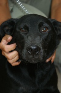 Chester - Perros en adopción - Perros del Alma